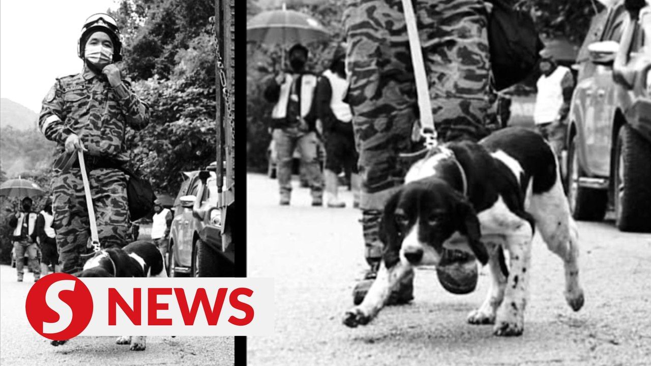 Tributes pour in for K9 hero Blake | TheStarTV.com