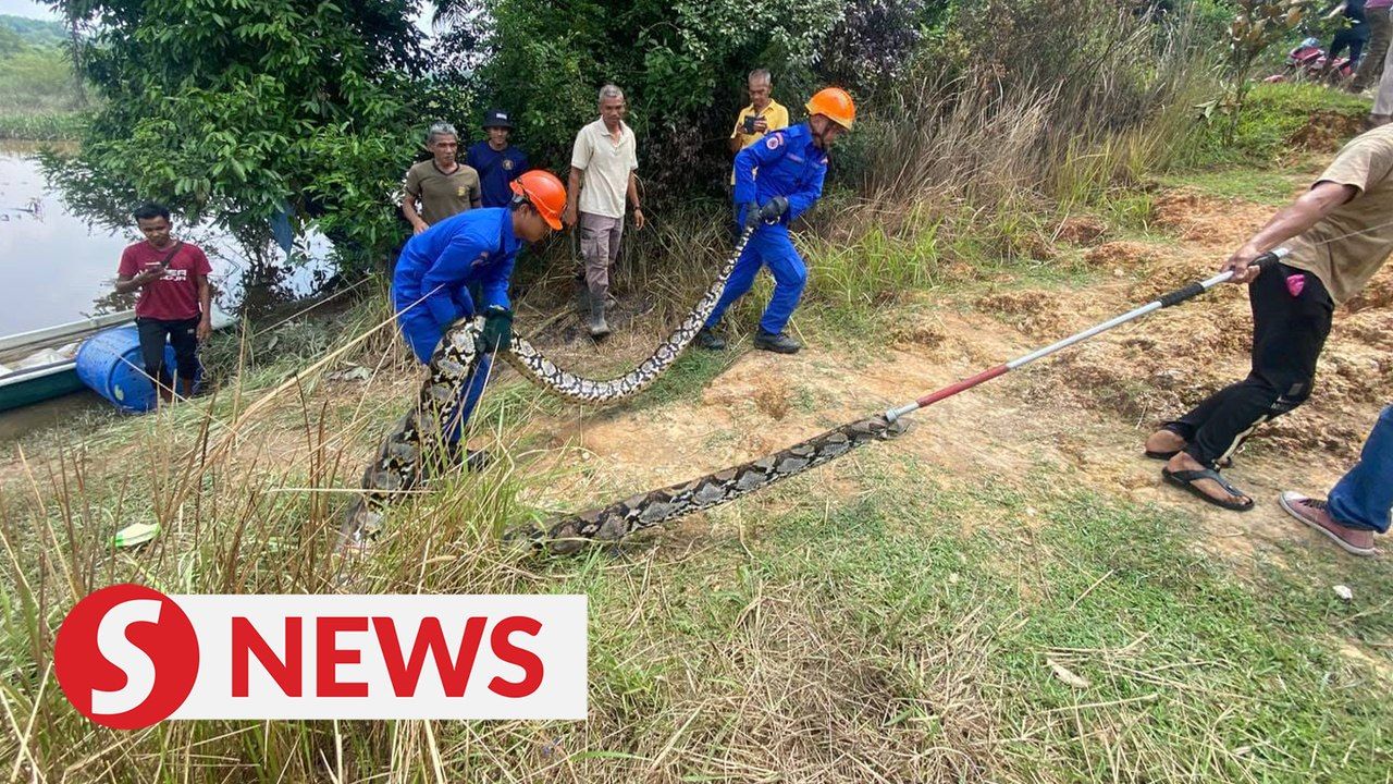 80kg python caught in Baling | TheStarTV.com