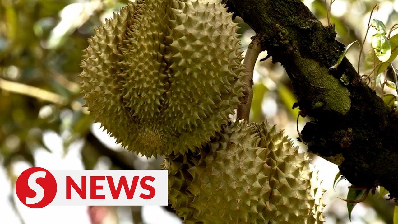 Thai durians board ‘special train’ to China | TheStarTV.com