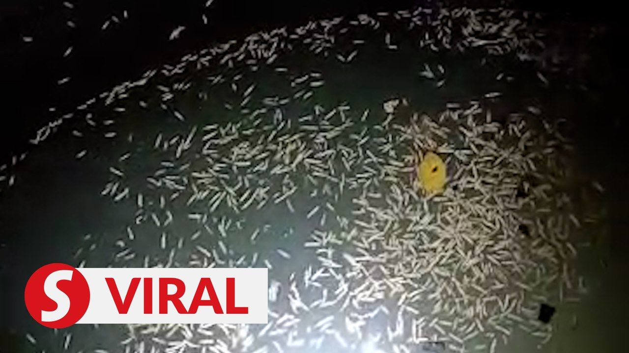 Water tank found infested with maggots at UMS student residence ...