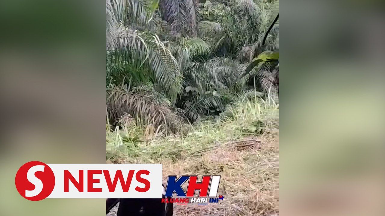 Perhilitan probing viral video of 'tiger' roaring near Kluang housing ...
