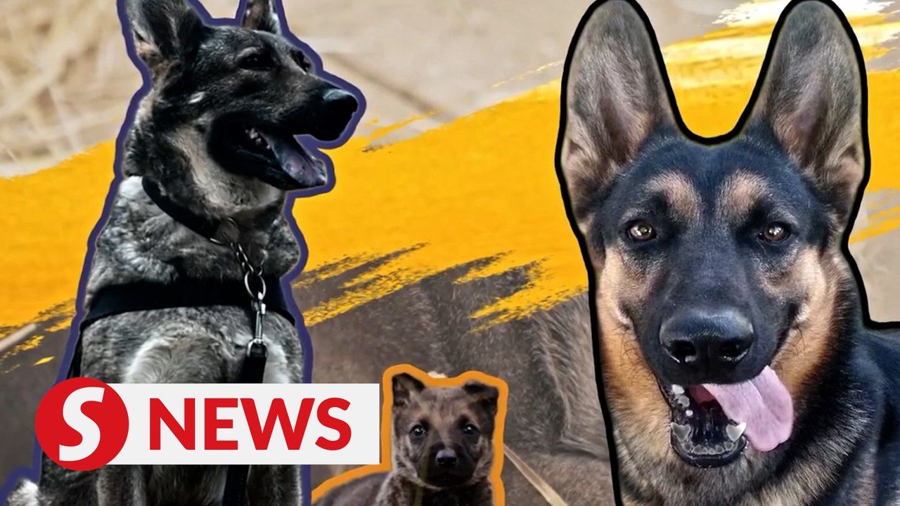 The latest addition to a proud family of police dogs in southwest China ...
