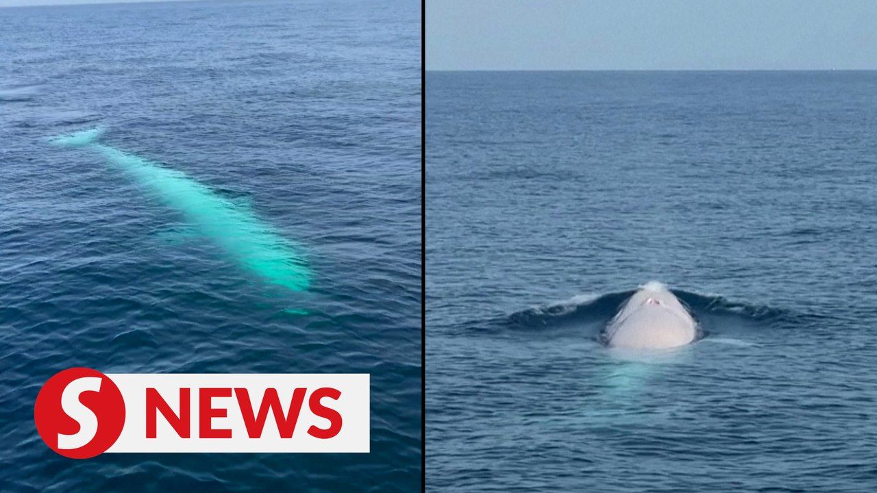 Rare white whale spotted off the coast of Thailand | TheStarTV.com