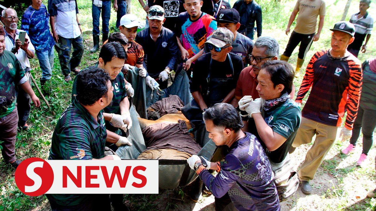 Ulu Kuang villagers relieved as 'Yop Kuang' walks into trap set by ...