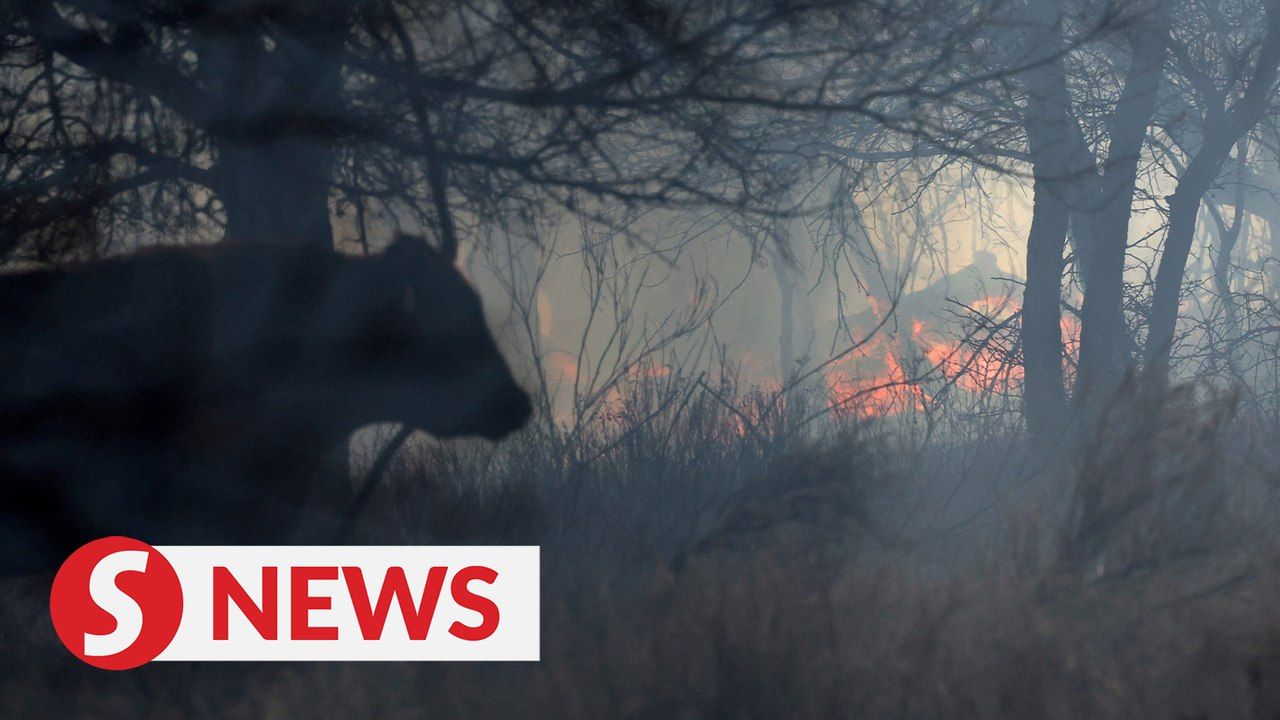 Crews battle spot fires in Texas, save cattle | TheStarTV.com