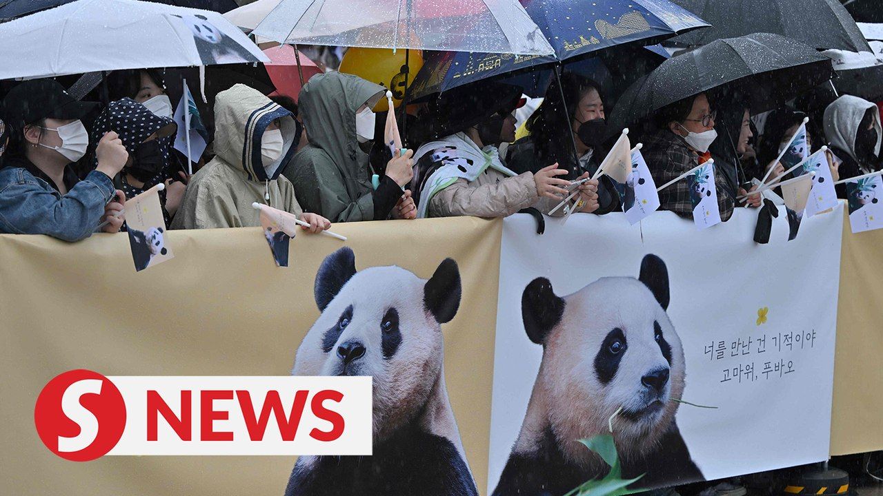 Goodbye Fu Bao: South Koreans bid tearful farewell to beloved panda ...