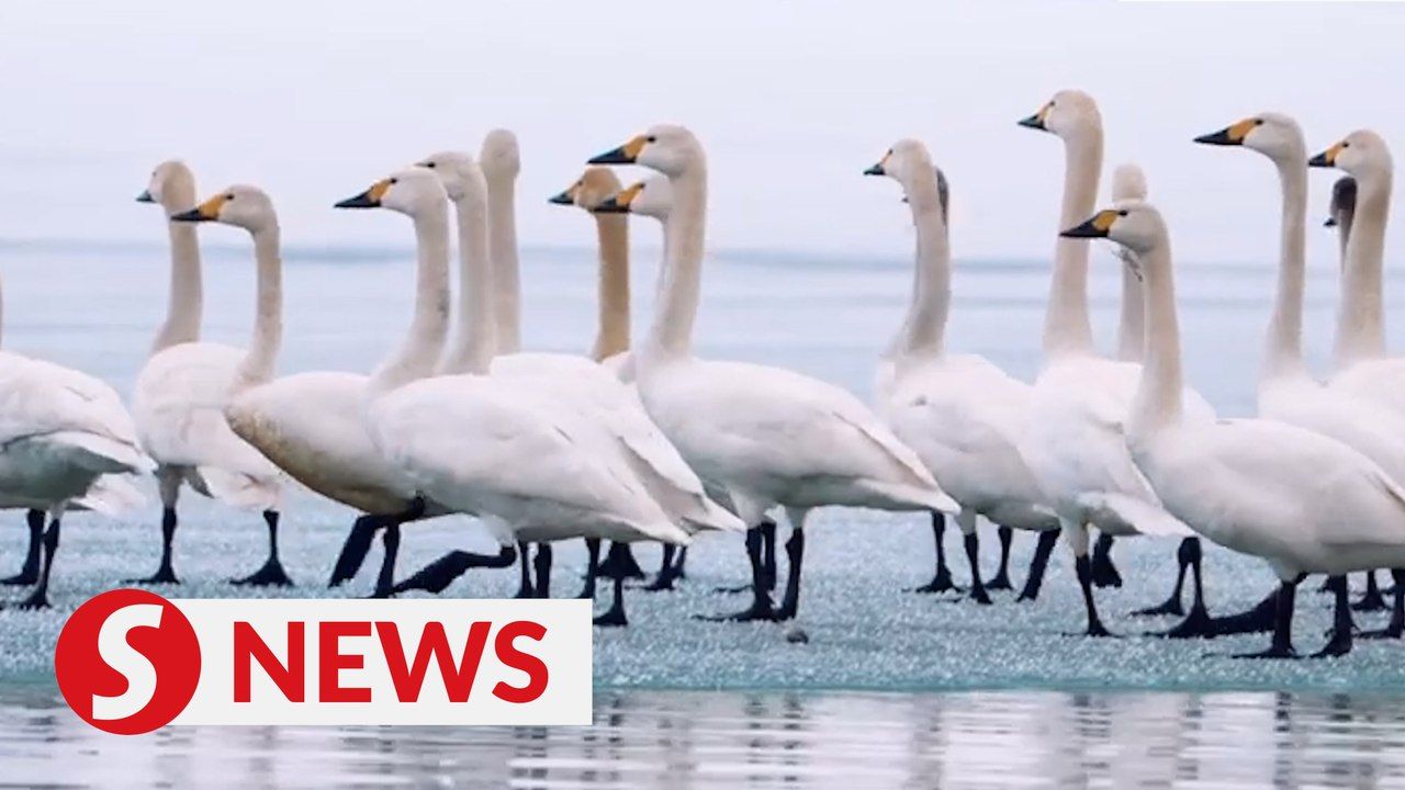 China's Ulungu Lake welcomes tundra swans | TheStarTV.com