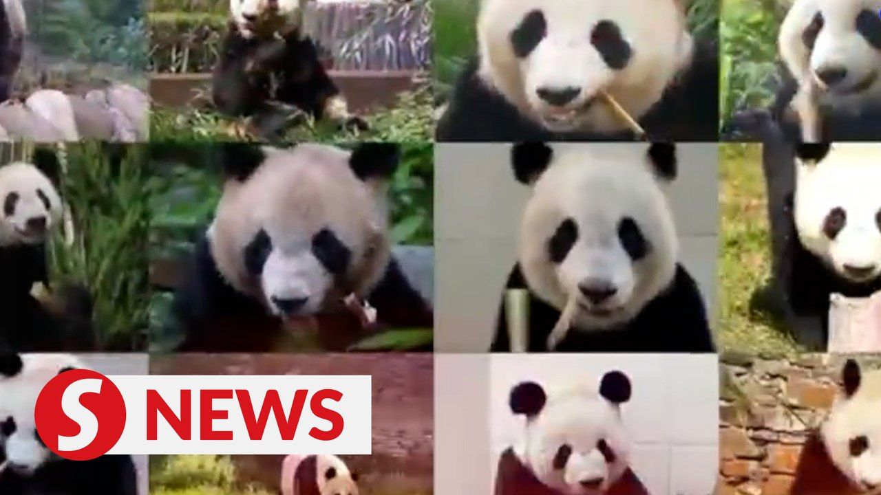 Inside vibrant world of returned giant pandas | TheStarTV.com