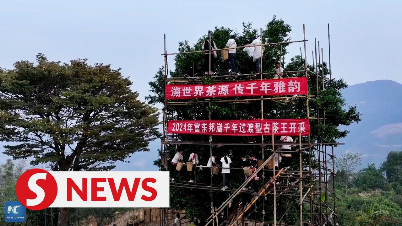 1,000-year old tea tree honored with tea-picking ceremony in Yunnan ...
