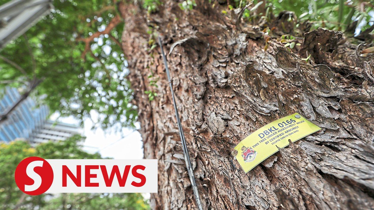 DBKL identifies 28 high-risk trees to be felled in the city | TheStarTV.com
