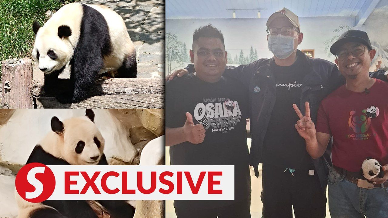 Pandas: Hard to say goodbye | TheStarTV.com