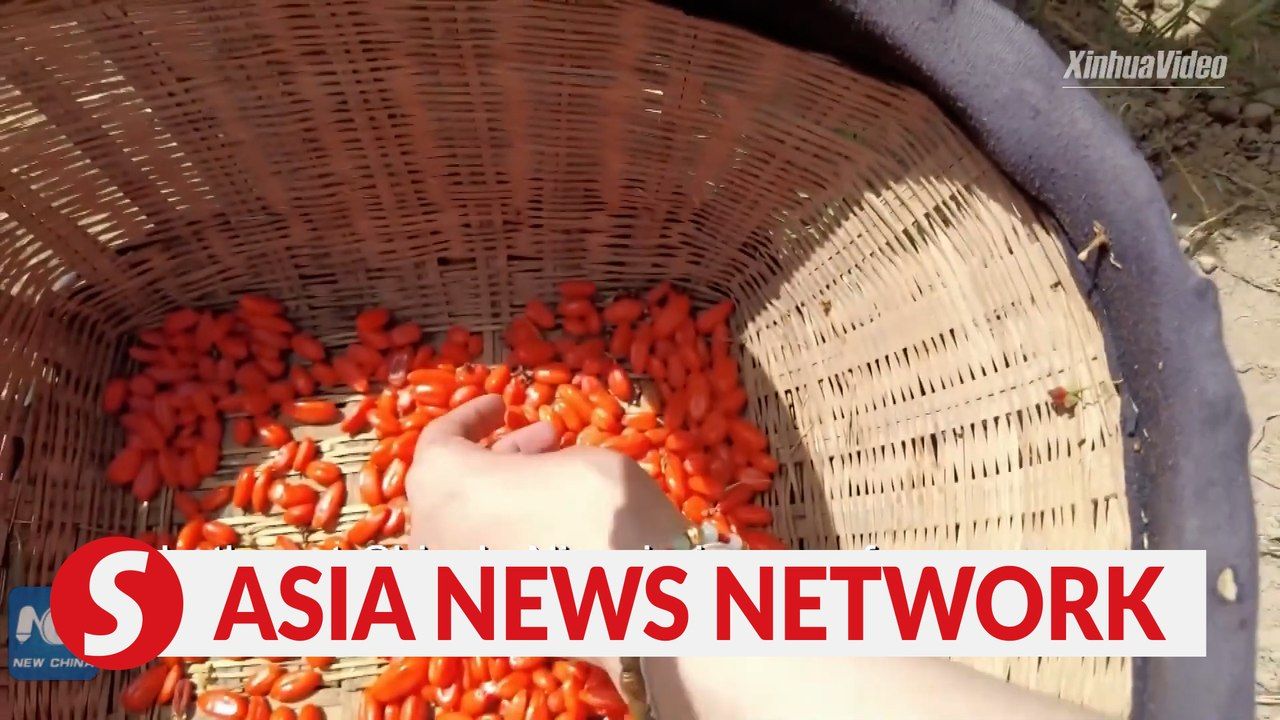 Sci-tech innovation boosts value of Ningxia's goji berries | TheStarTV.com