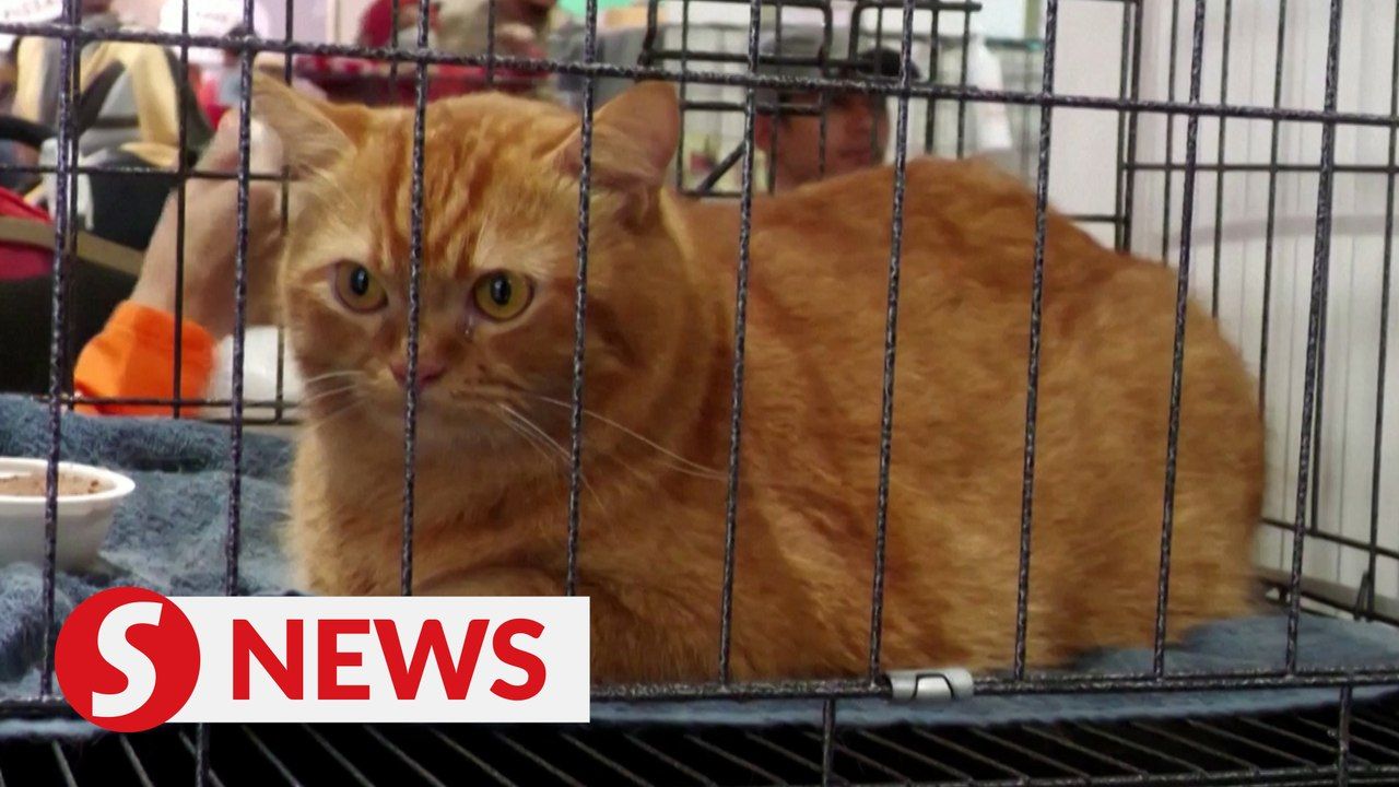 Ginger cat wins Garfield look-alike competition | TheStarTV.com