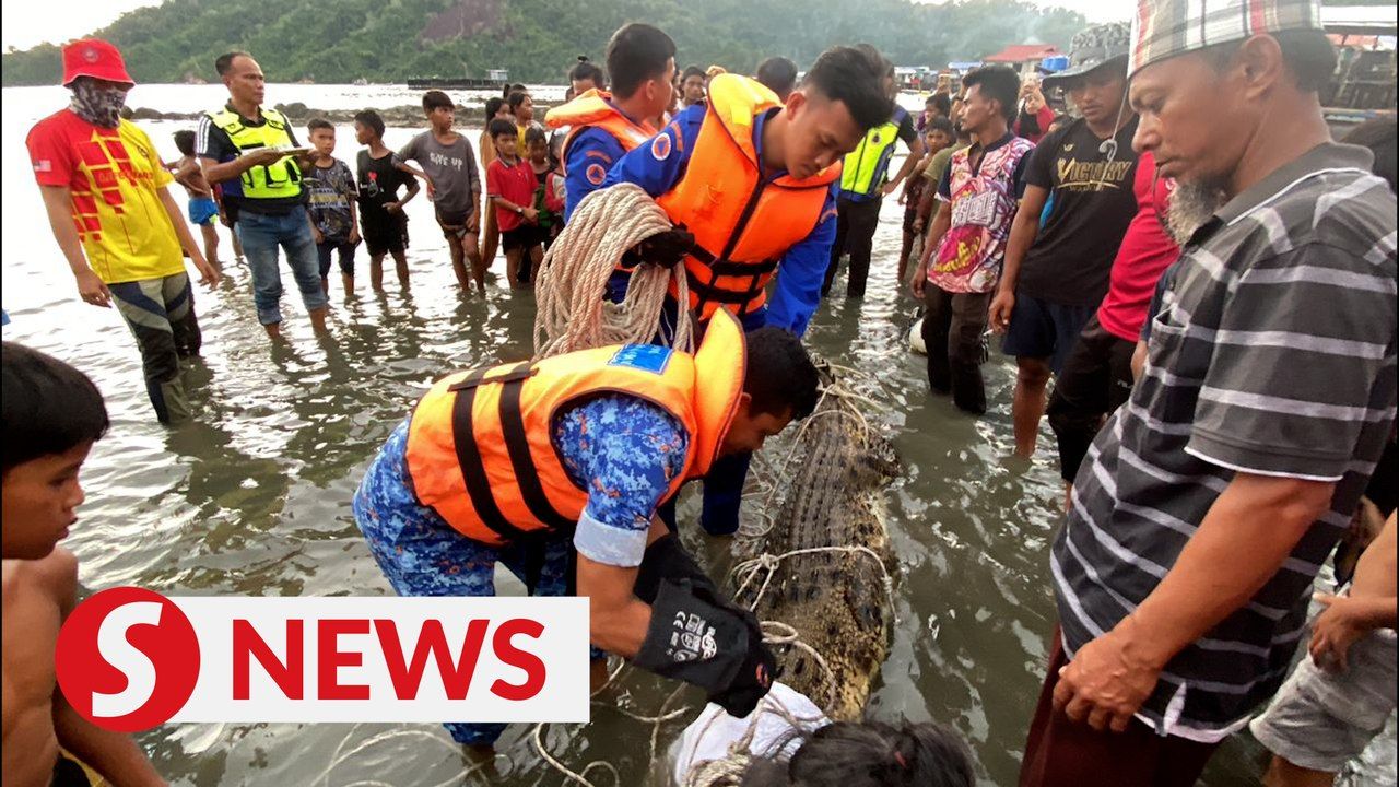 Pulau Gaya islanders catch 200kg croc lurking off KK city waters ...