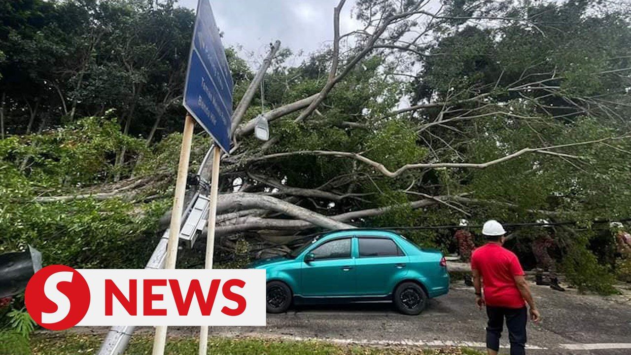 Motorcyclist and driver escape falling tree in Melaka, uprooted tree ...