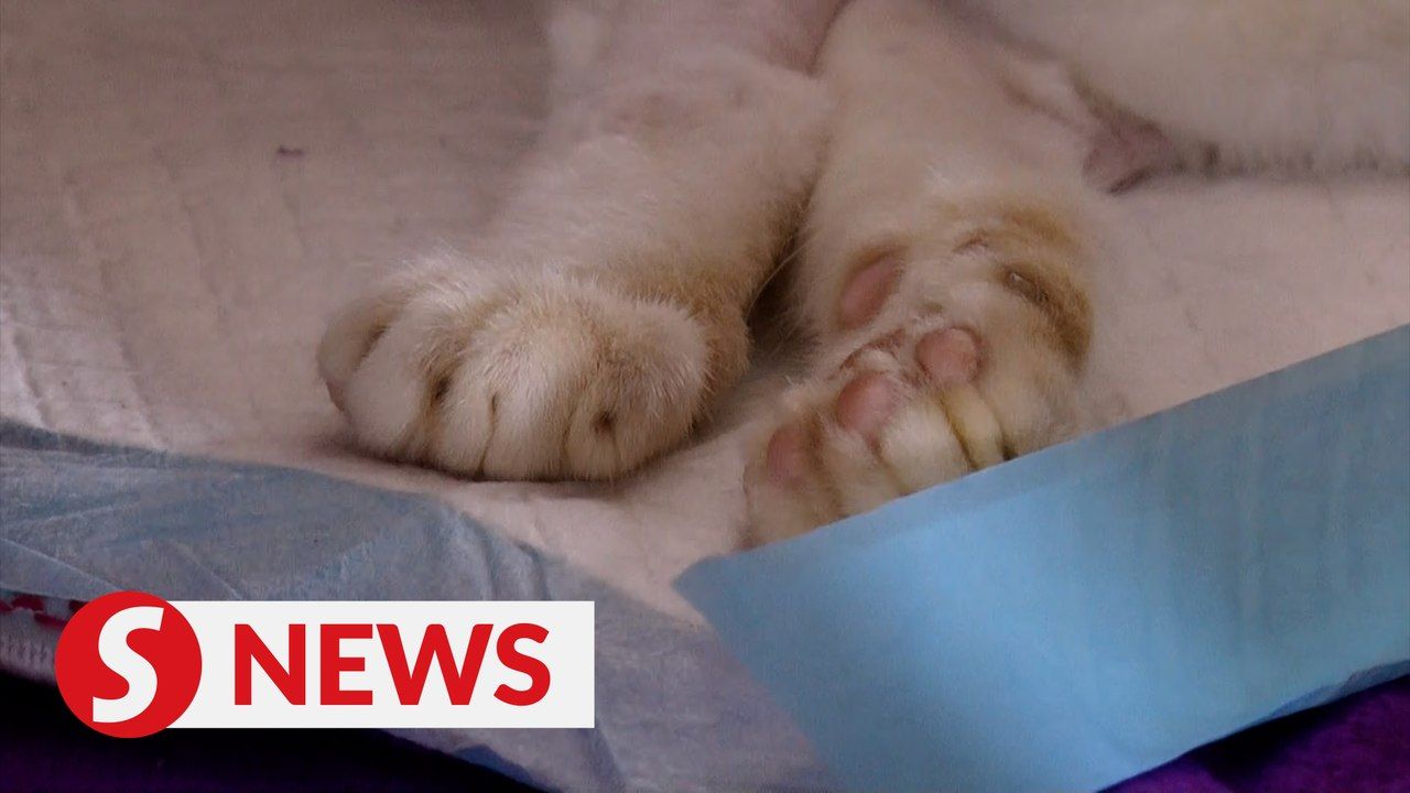 Potong Royong tackles stray animal overpopulation | TheStarTV.com