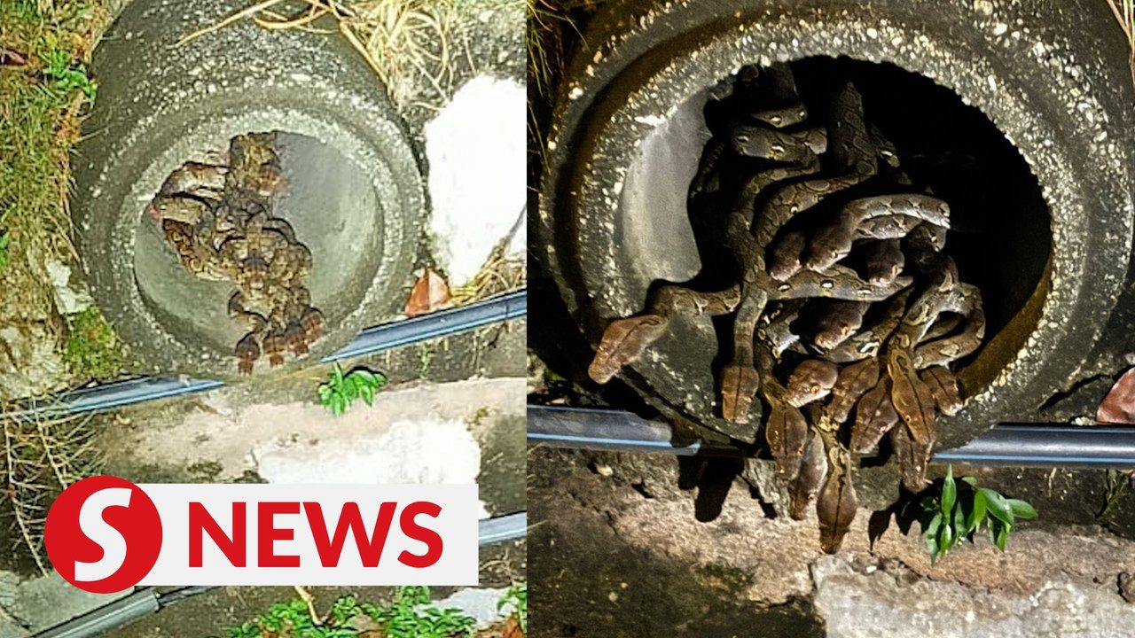 Mother python and her 28 babies captured in drain near Shah Alam ...