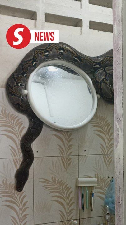 Python falls through ceiling of Kuala Pilah house | TheStarTV.com