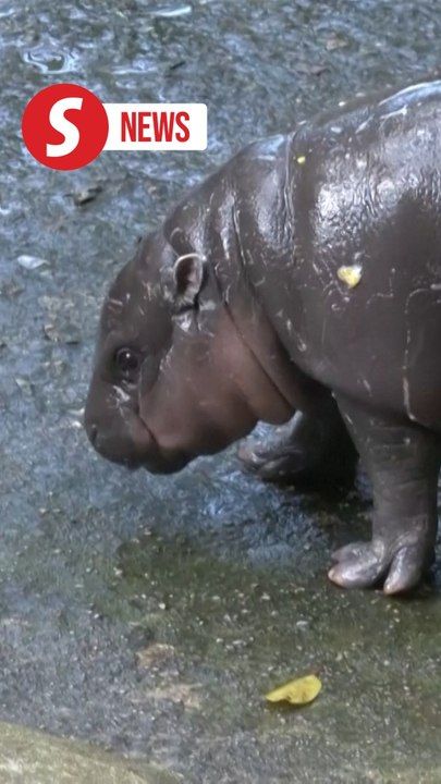 Moo Deng draws thousands to her zoo | TheStarTV.com