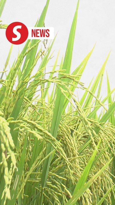 Government to explore potential rice bowl areas in Sabah, Sarawak, says ...
