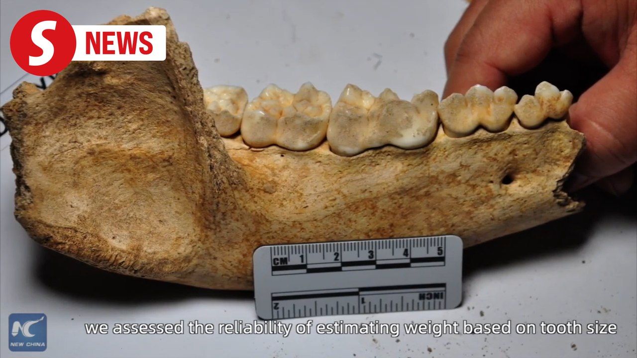 Shuanghe Cave: Asia's longest cave holds 100,000-year-old panda fossils ...