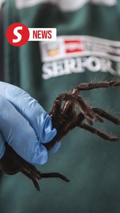 Korean citizen caught with 320 tarantulas and 110 centipedes at Peru ...
