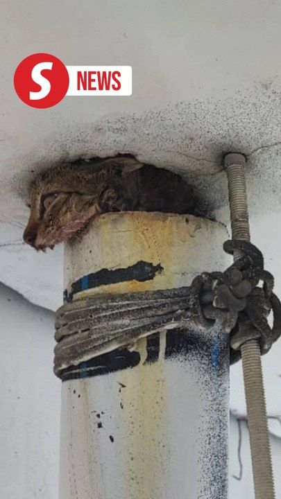 Kitten rescued from a pipe under the Second Penang Bridge | TheStarTV.com