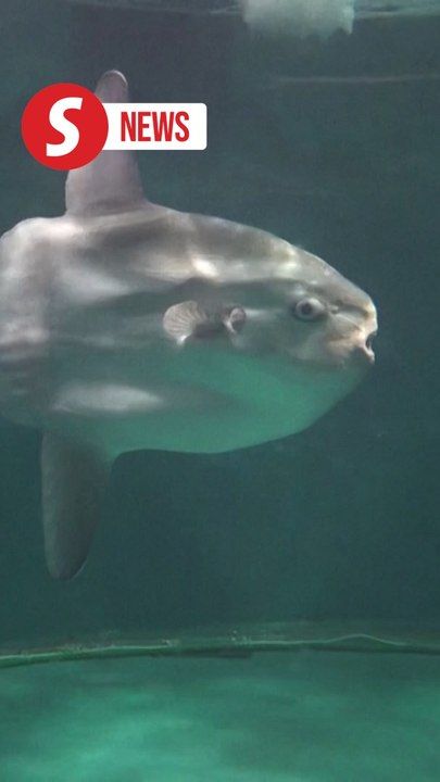 Japanese aquarium uses cardboard human cutouts to cheer up lonely ...