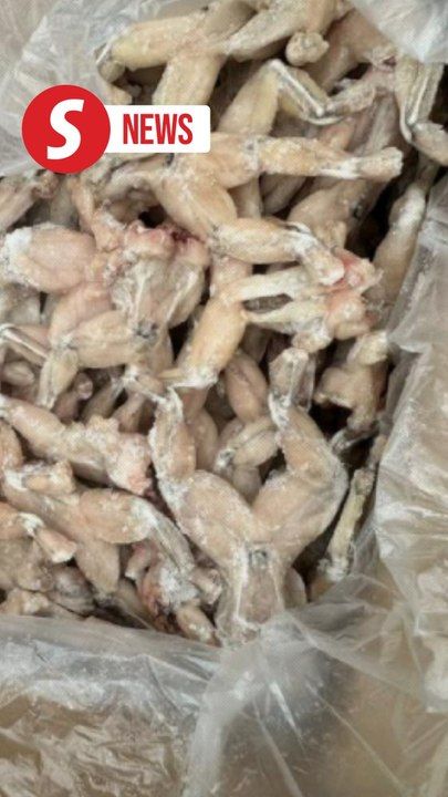 Frozen frog meat among RM1.4mil seized smuggled Chinese New Year goods ...