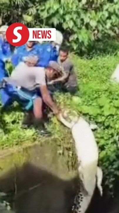 Crocodile captured in residential area in Sandakan | TheStarTV.com