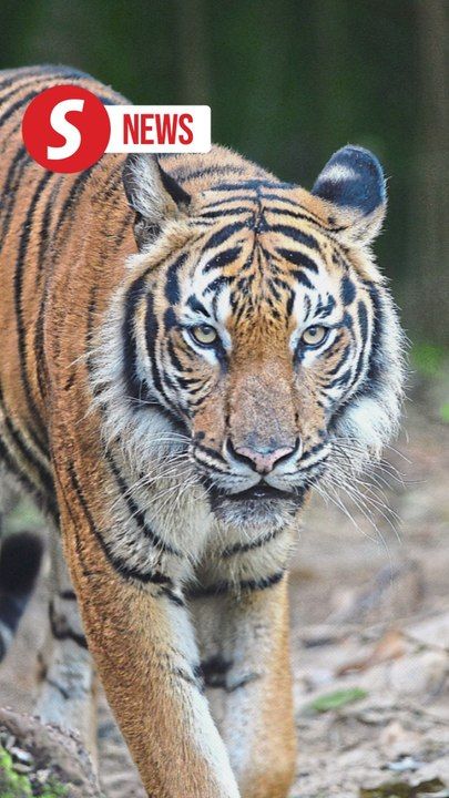 Tiger Conservation Task Force implements various measures to protect ...