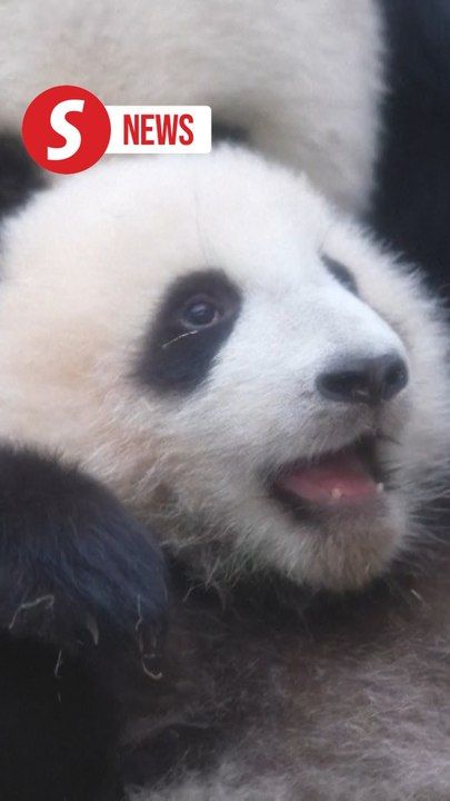 Twin panda cubs make first public appearance with mother Ying Ying | TheStarTV.com