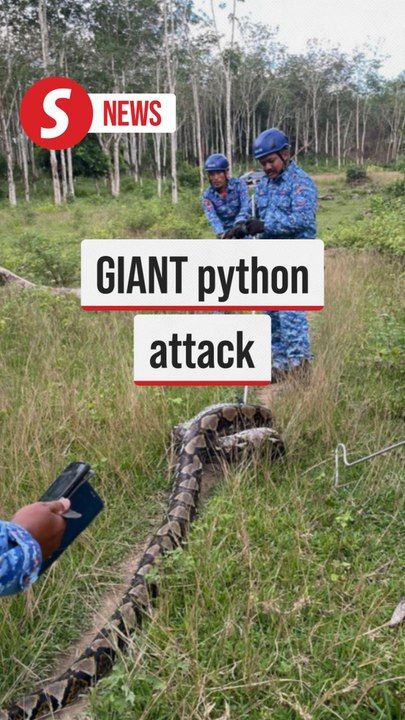 Python caught trying to ambush goats in Kedah | TheStarTV.com
