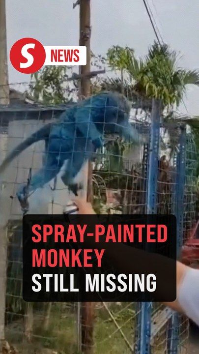 Monkey spray-painted blue still missing, says Perhilitan | TheStarTV.com