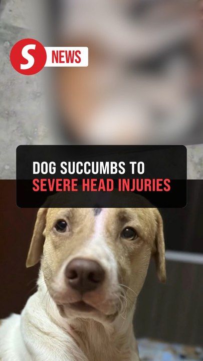 Dog in viral video died of severe head injuries, says Perak DVS ...