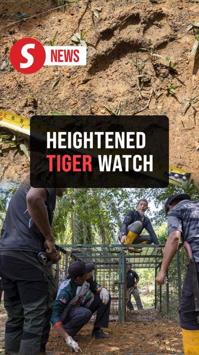 Tiger sighting: Perak perhilitan installs trap, additional trail ...