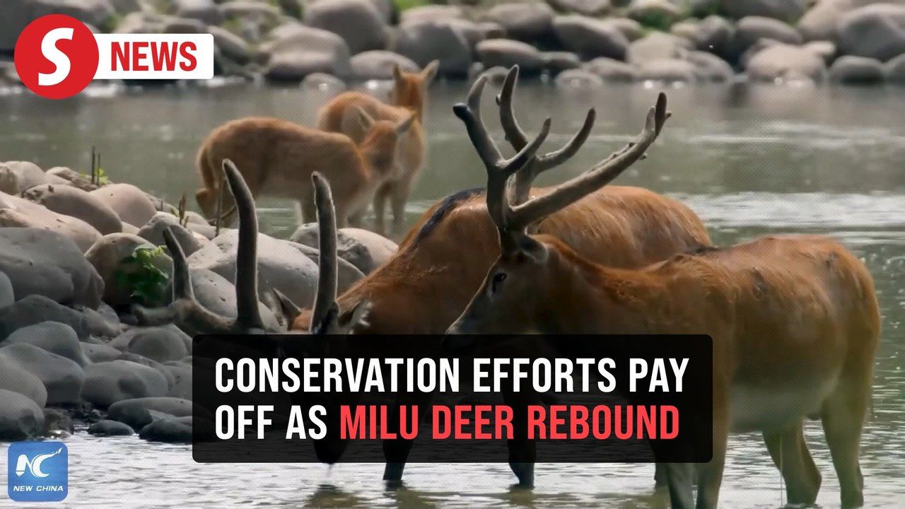 Milu deer make a comeback at Poyang Lake | TheStarTV.com